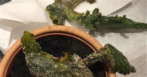 Dead Cactus Album On Imgur