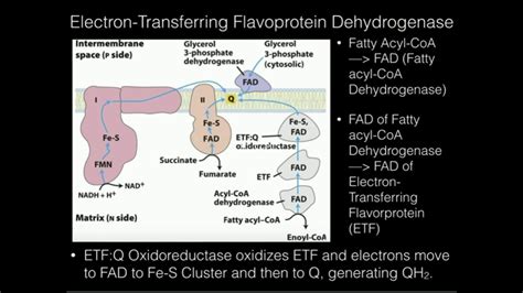 Electron Transferring Flavoprotein Ubiquinone Oxidoreuctase Youtube