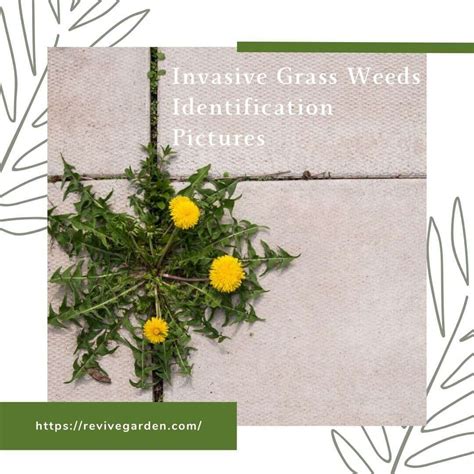 Invasive Grass Weeds Identification Pictures Healthy Grass