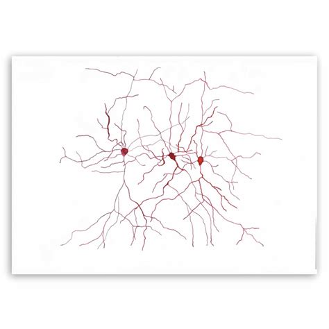 Pyramidal Cells 01 Wee Aye Aye