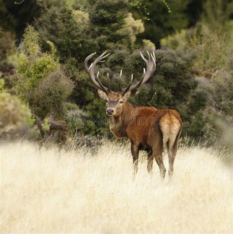 How Many Species Of Deer In New Zealand At Bernardo Kuebler Blog