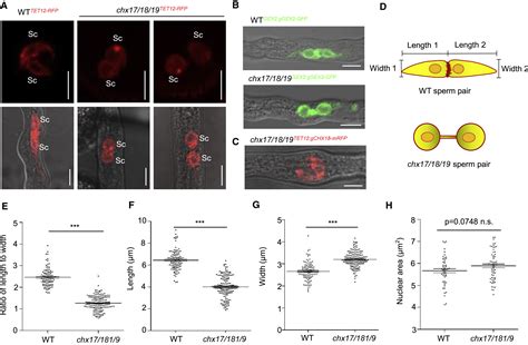 Osmoregulation Determines Sperm Cell Geometry And Integrity For Double Fertilization In