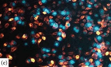 Representative Fluorescence Microscopy Of Microglial Cells Stained With Download Scientific