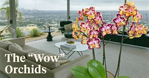 Floricultura B V On Linkedin Eccentrix Phalaenopsis Make You Go
