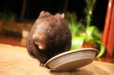 Premium Photo Close Up Of Australian Hairy Nosed Wombat Eating From A