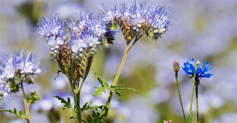 How To Calculate Carbon Credits