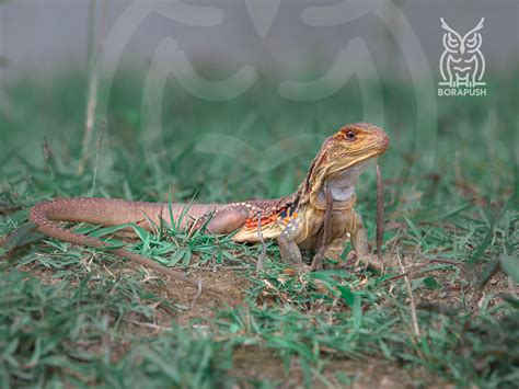 The Butterfly Lizard Leiolepis Spp Borapush