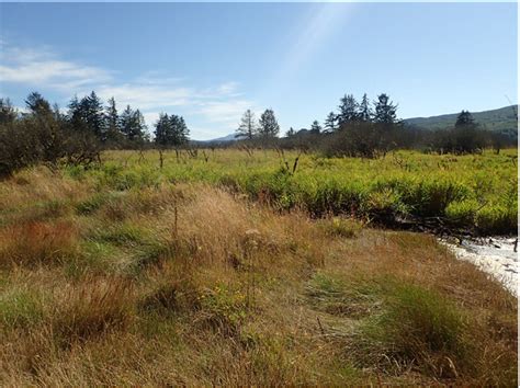 Estuary Technical Group Reports On Tidal Wetland Restoration In