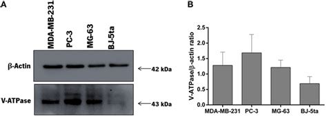 Frontiers Bovine Milk Lactoferrin Selectively Kills Highly Metastatic