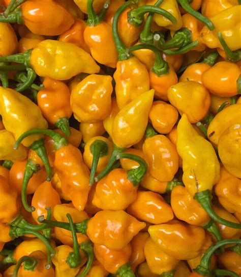 Datil Pepper Fresh From Florida Osa Gourmet