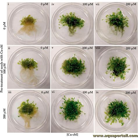 Assimilation Définition Et Explications