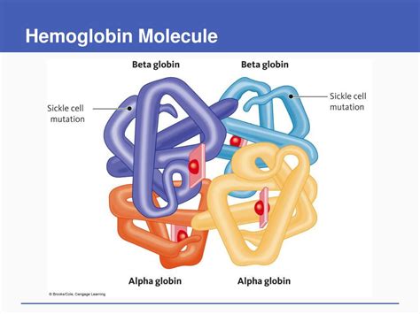 Ppt Genes As Dna How Genes Encode Proteins Powerpoint Presentation