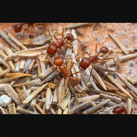 Pogonomyrmex Californicus Buckeye Myrmecology