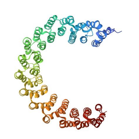 Rcsb Pdb 8uwb Crystal Structure Of Pp2a Ppp2r1a Ppp2ca Ppp2r5e