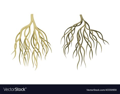 Branching Root As Tree Part Below The Surface Vector Image