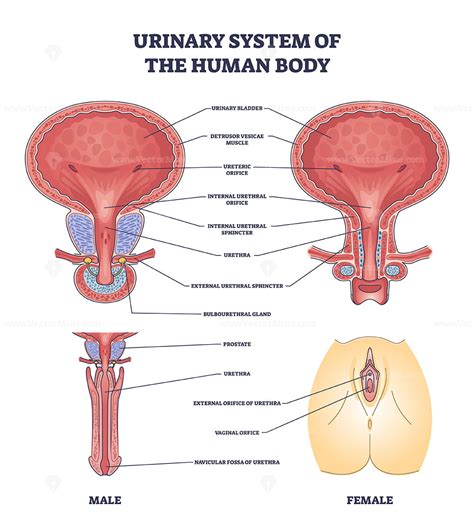 Urinary System Of Human Body And Gender Structure Differences Outline Diagram Vectormine