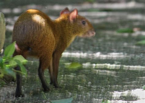 Wildlife Observation Journal Coati Agouti Iguanas And Captive