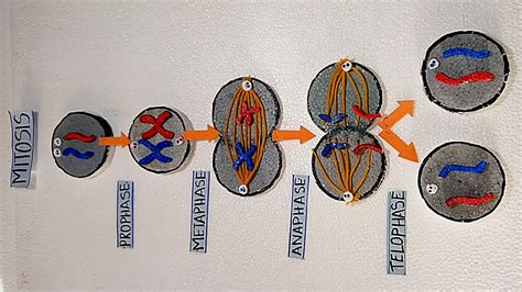 Mitosis Cell Division Model Phases Of Mitosis Cell Divisionl How