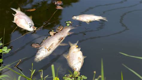 State Body Accept Liability For Fish Kill On Mayo River News