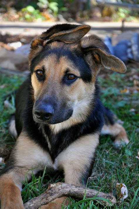 German Shepherd Lab Mix Dogs 101 At Cristina Lee Blog