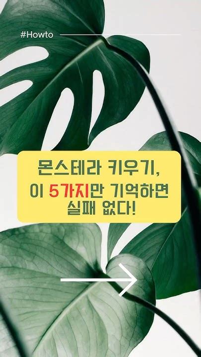 몬스테라 잘 키우고싶다면실패없는 5가지 방법 초보 필수 가이드🤗 몬스테라 식물키우기 몬스테라꿀팁 반려식물 Youtube