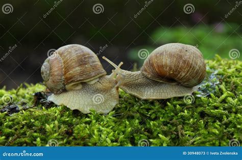 Snails Kiss Stock Image Image Of Love Nature Moss 30948073