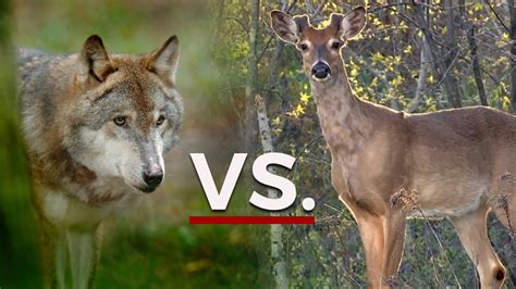 Wolf And Deer In