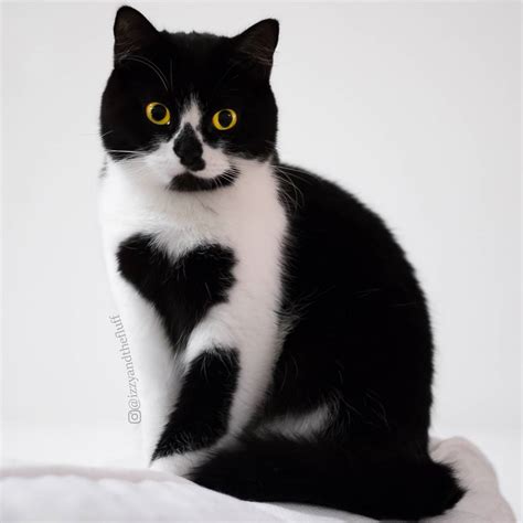 Tuxedo Cat Wallpapers Wallpaper Cave