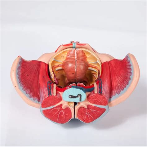Pelvic Vascular Anatomy