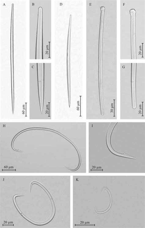 Figure 2 In Revision Of The Genus Pozziella Porifera Poecilosclerida