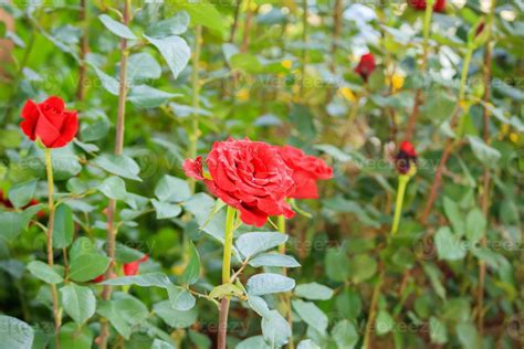 Hermosa Flor De Rosas Rojas En El Jardín 12903243 Foto De Stock En Vecteezy