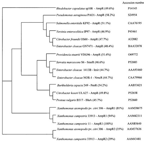 Dendrogram Of Ampr Proteins Based On The Sequence Similarity Between Download Scientific