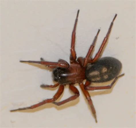 Hacklemesh Weaver Spiderzrule