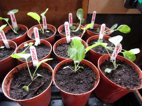 Brukiew Uprawa Pielęgnacja Właściwości Ogarnij Ogród