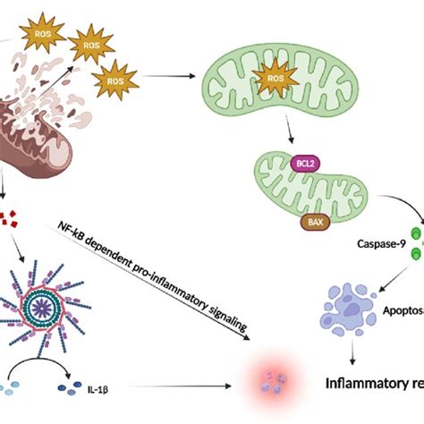 Mtros Plays Multiple Roles In Inflammatory Responses Download Scientific Diagram