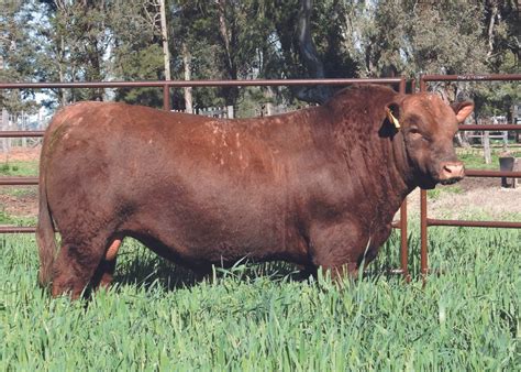 Jocker Select Debernardi