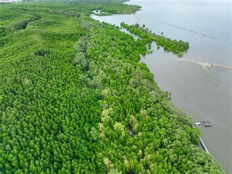 Aerial View Mangrove Forest Ecosystem Economic Value In Carbon Credit