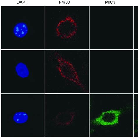 The Location Of Mic3 In Raw2647 Cells Detected By Laser Confocal