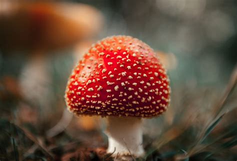 Natures Reds In 2024 45 Things Explored With Facts And Pictures 123