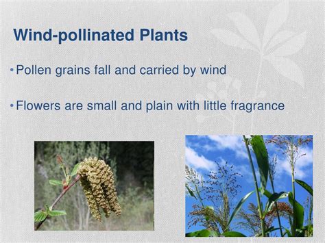 Ppt An Introduction To Angiosperms The Flowering Seed Plants Powerpoint Presentation Id 1995320