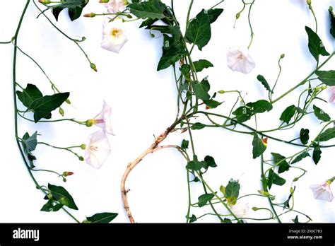 In The Picture Curly Grass Clipart Made Up A Texture Pattern Stock