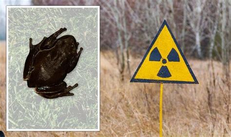 Chernobyl Nuclear Disaster Boosted Numbers Of Black Radiation