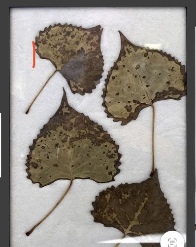 Basic Tree Damage Flashcards Quizlet