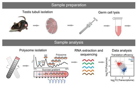 Polysome Profiling Is Widely Used To Isolate And Analyze Polysome
