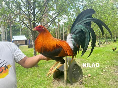 Nilad And Sons Gf Nilad And Sons Gf Added A New Photo