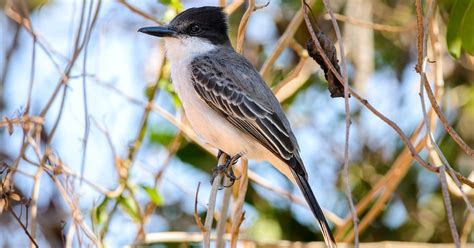 Pitirre Cantor 探花精选 Field Guide