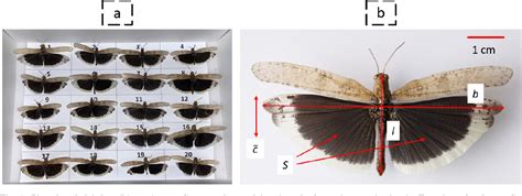 Figure 1 From A Grasshopper Inspired Glider A Study Of Gliding