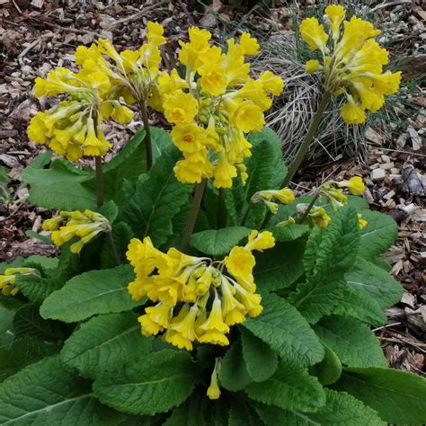 Primula Veris Hose In Hose Rays Best Seeds Perennial Flower Seeds