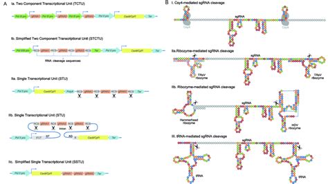 Multiplex Gene Editing Systems In Plants A Vector Systems Developed
