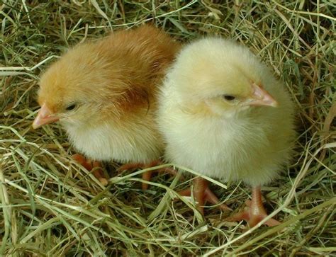 How To Tell If Your Chicks Are Male Or Female